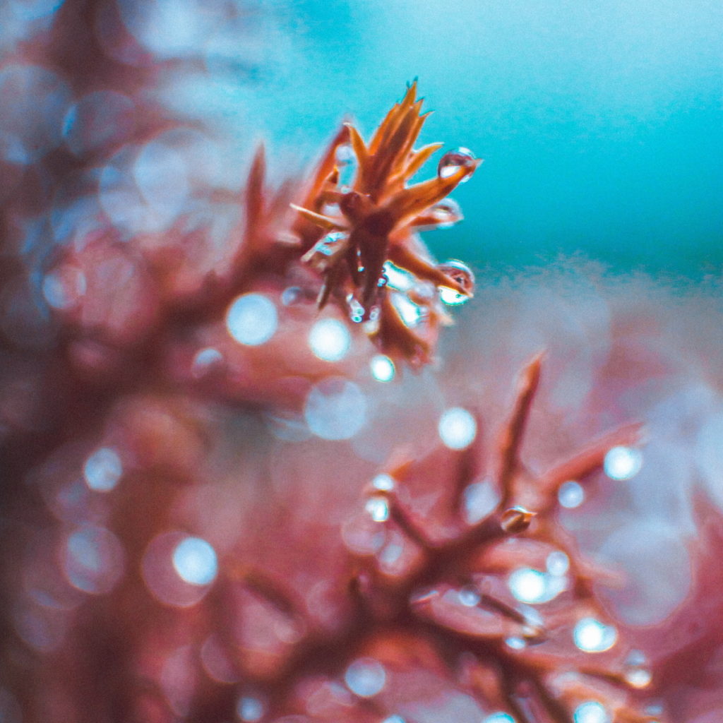 Logos et Rhéma c'est quoi? - Revelation : Edition chrétienne